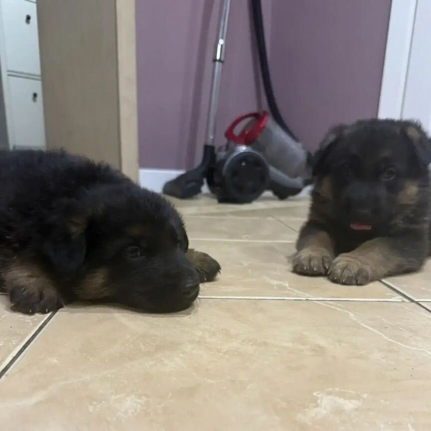 Немецкая овчарка, щенок