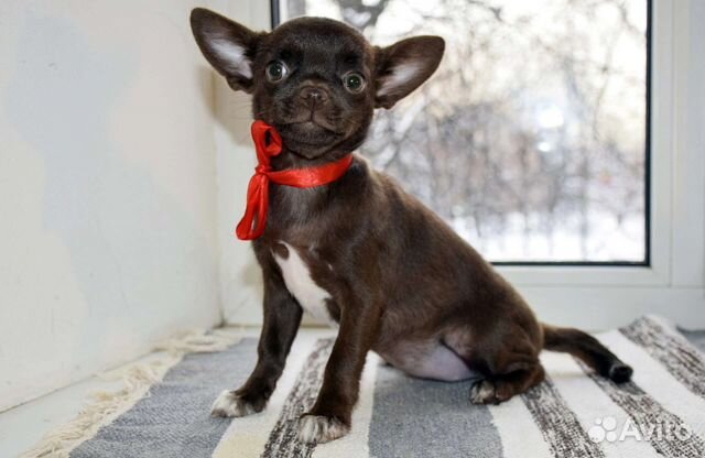 Чихуахуа девочка шоколадка