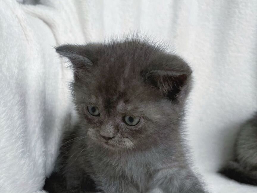 Шотландский котенок