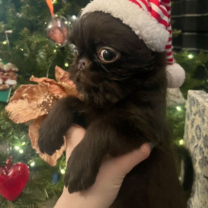 Щенок шоколадного гриффона