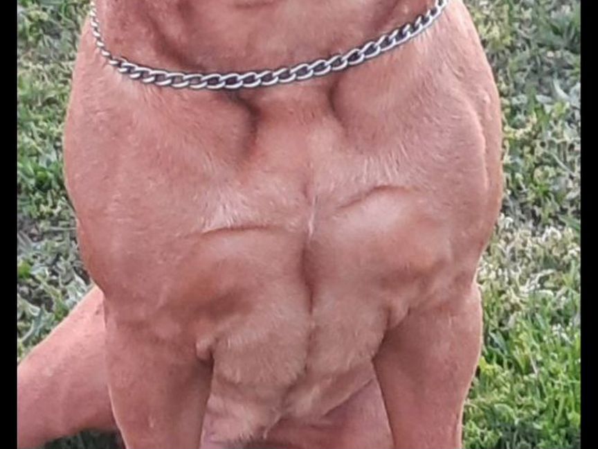 Бульмастиф