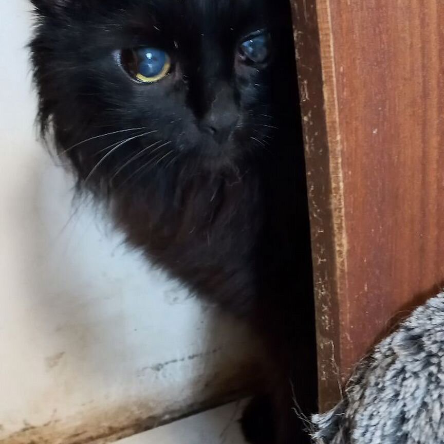 Кот Марсель