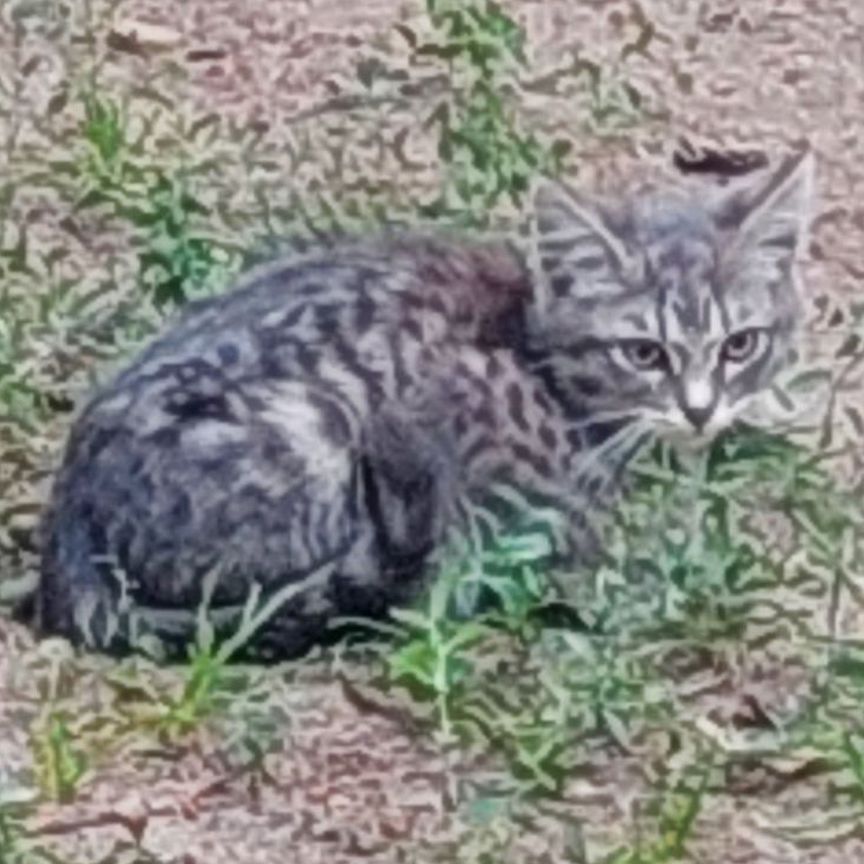 Очаровательный котенок