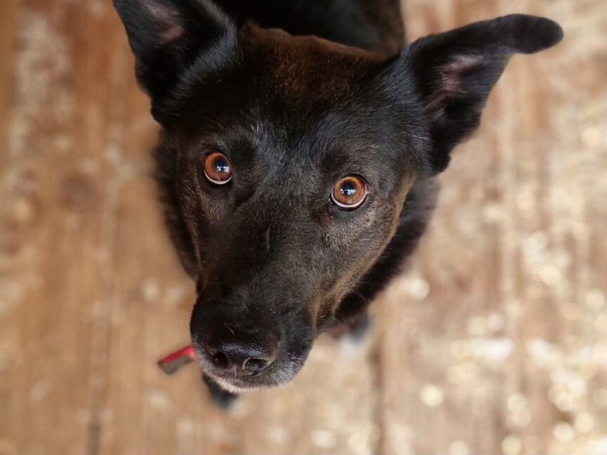 Собака в добрые руки