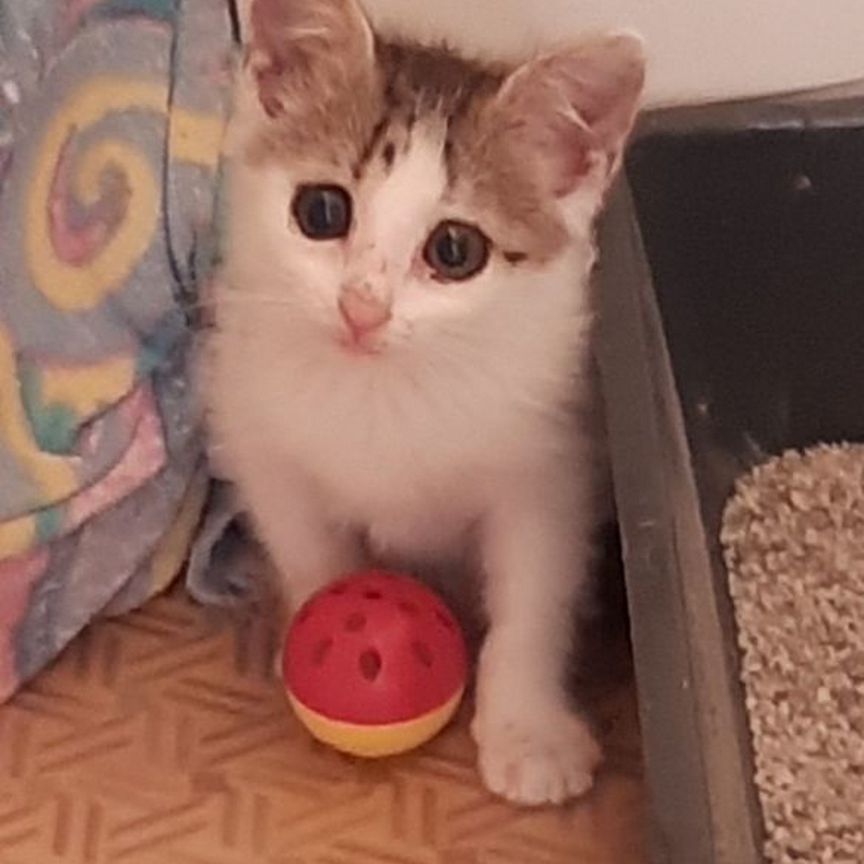 Крошечный котенок Нюся в добрые руки