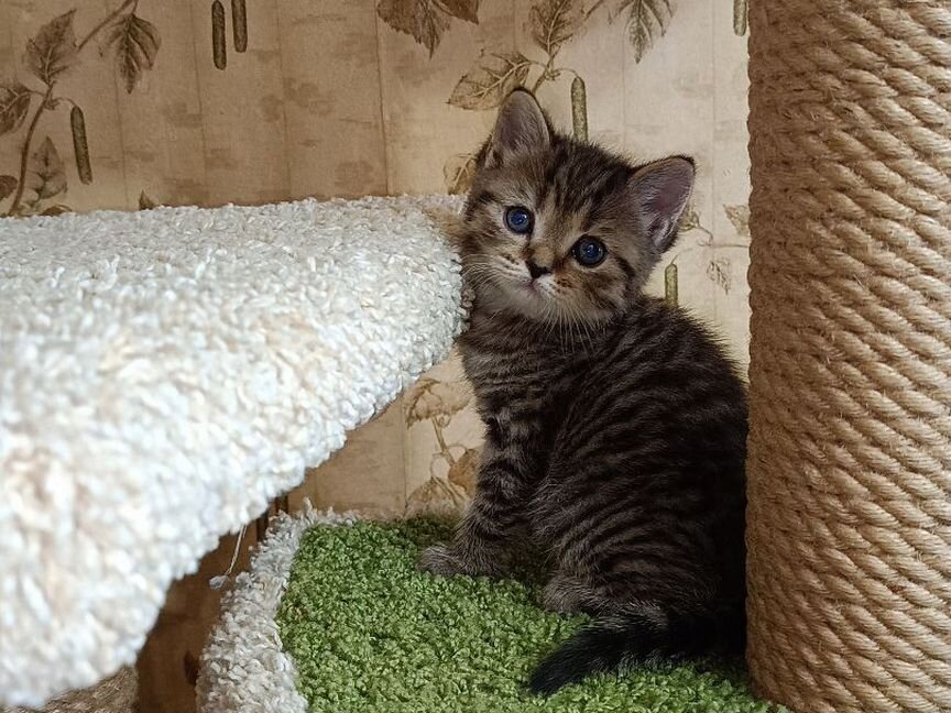 Шотландские котятки