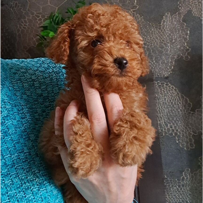 Пудель, щенок