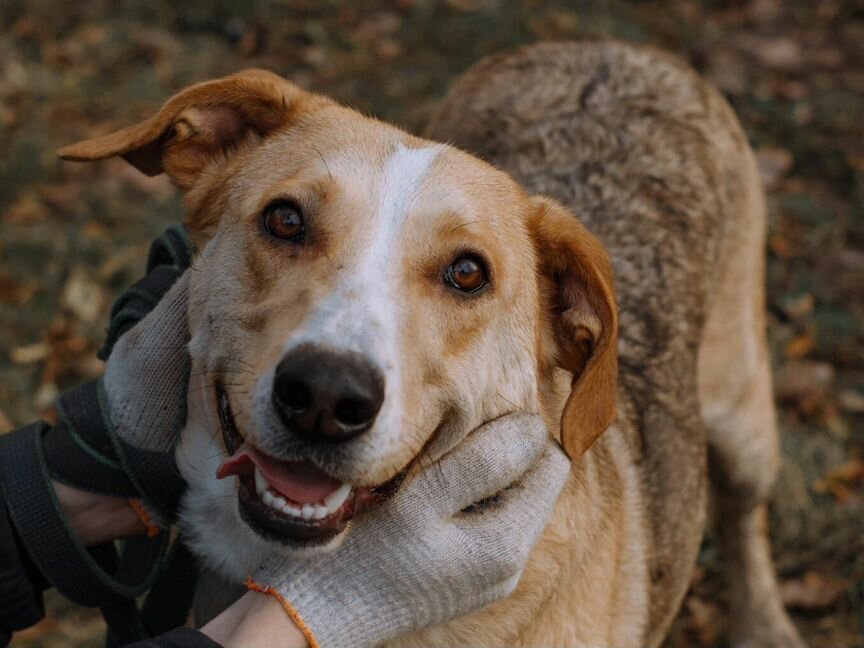 Весëлая Челси из приюта