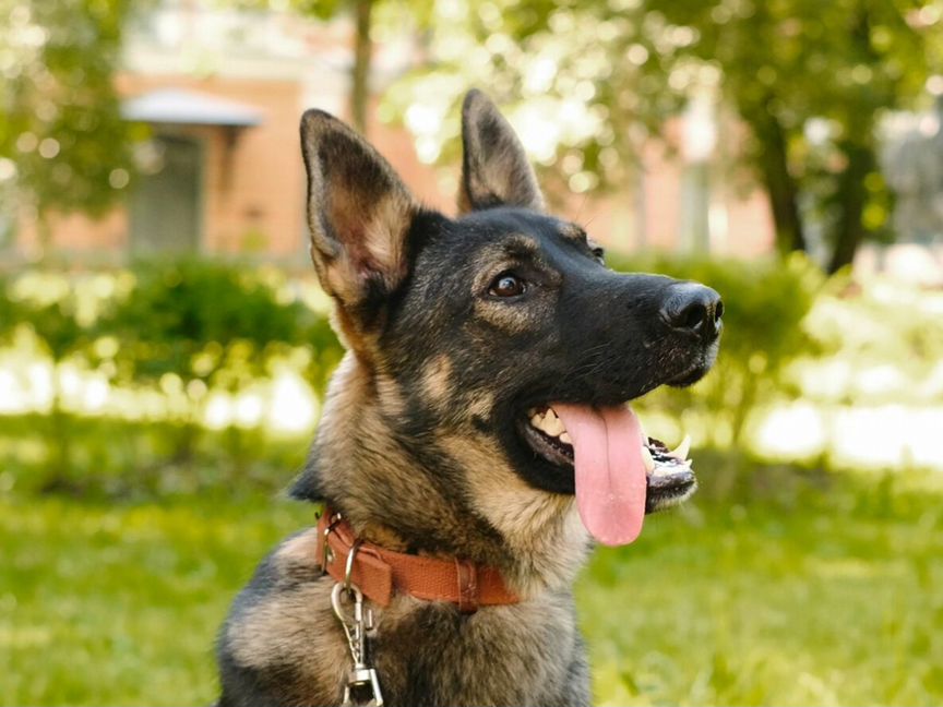 Активный Тайсон из приюта в добрые руки