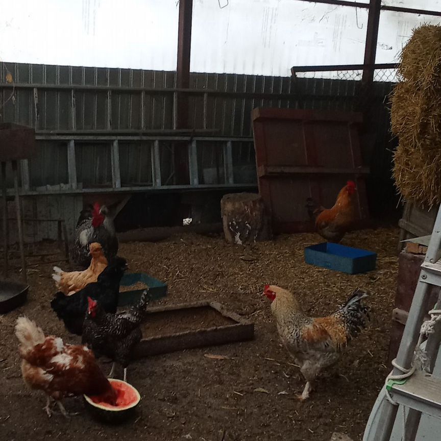 Продам годовалых петухов