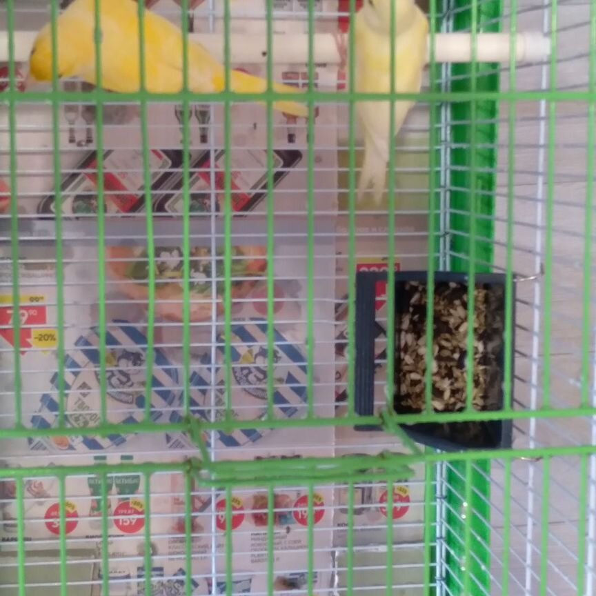 Русская певчая канарейка