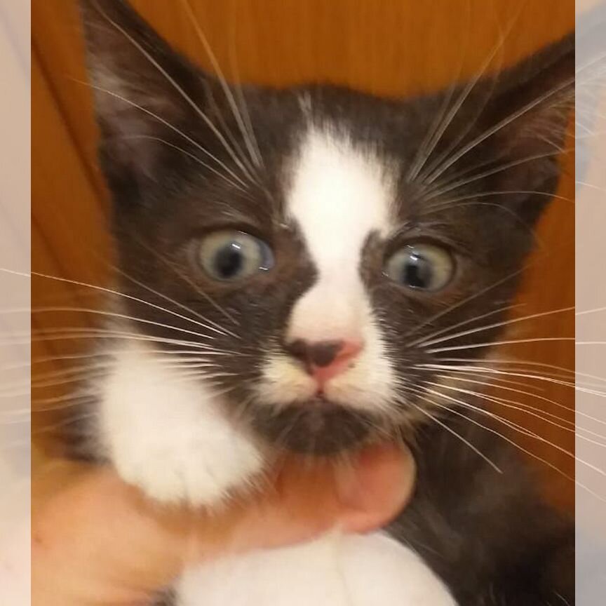 Котята ищут добрые ручки