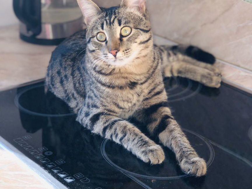 Котик Тигр приглашает на вязку