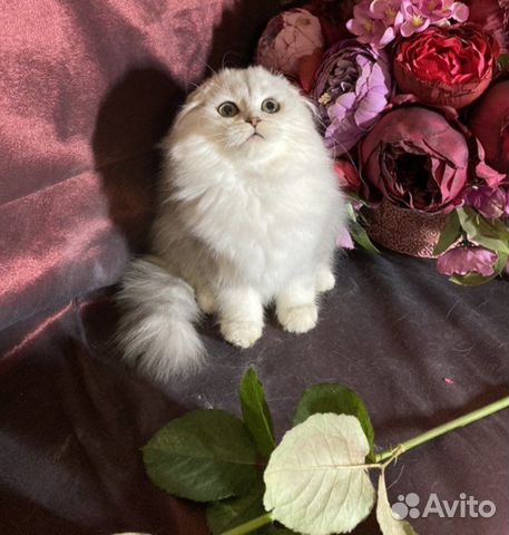 Куколка Хайленд фолд