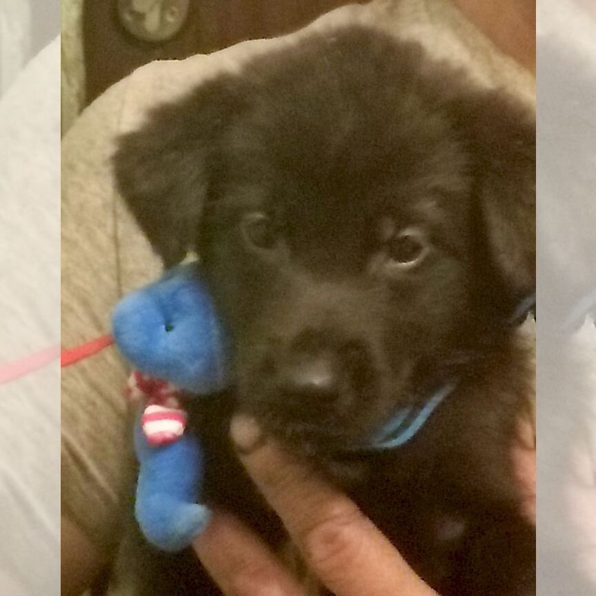 Отдам бесплатно,от охранной собаки