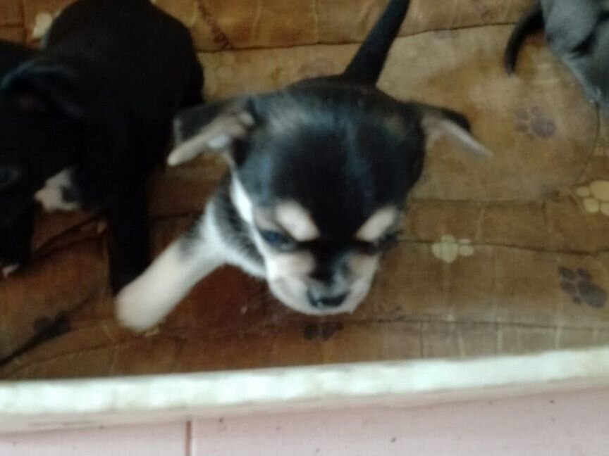 С Р О Ч Н О чихуахуа мини мальчик Челябинск