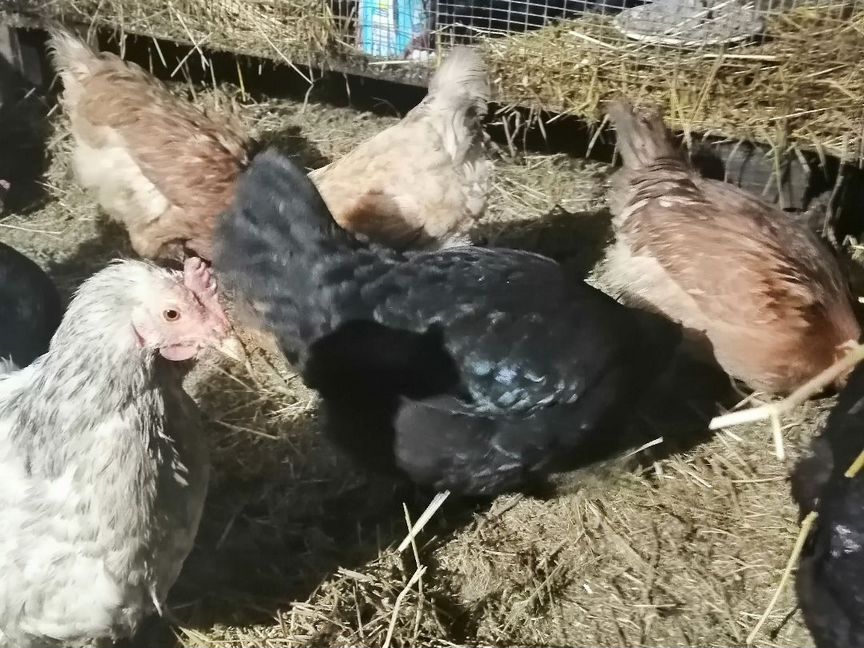 Куры несушки продам