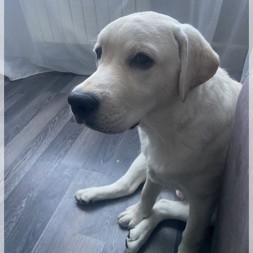 Лабрадор-ретривер, щенок