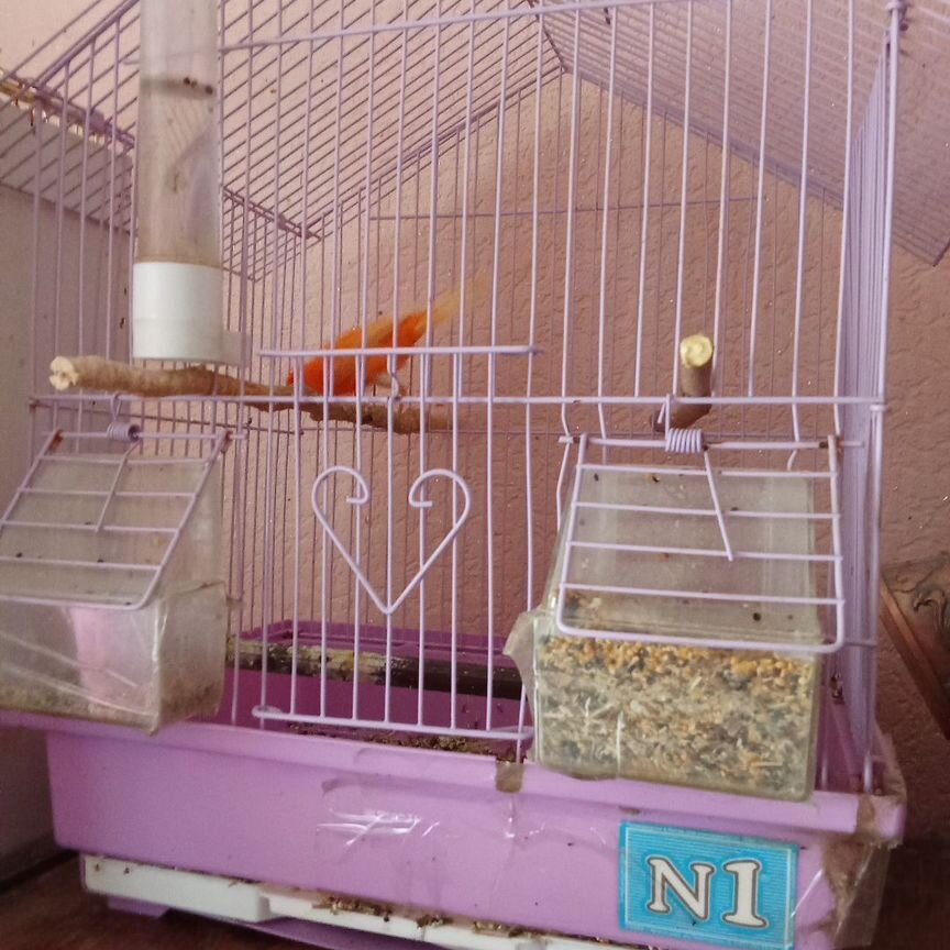 Кенор