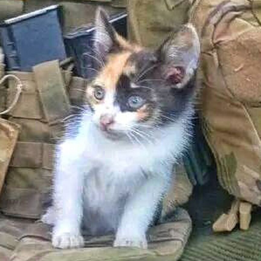 Котёнок в добрые руки