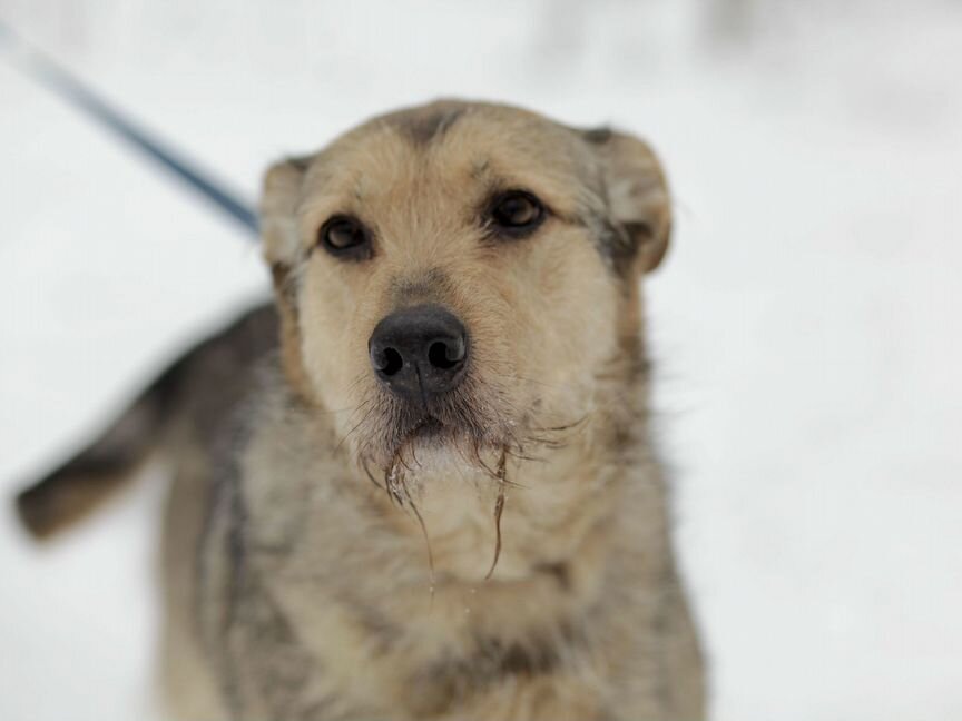 Собака в добрые руки