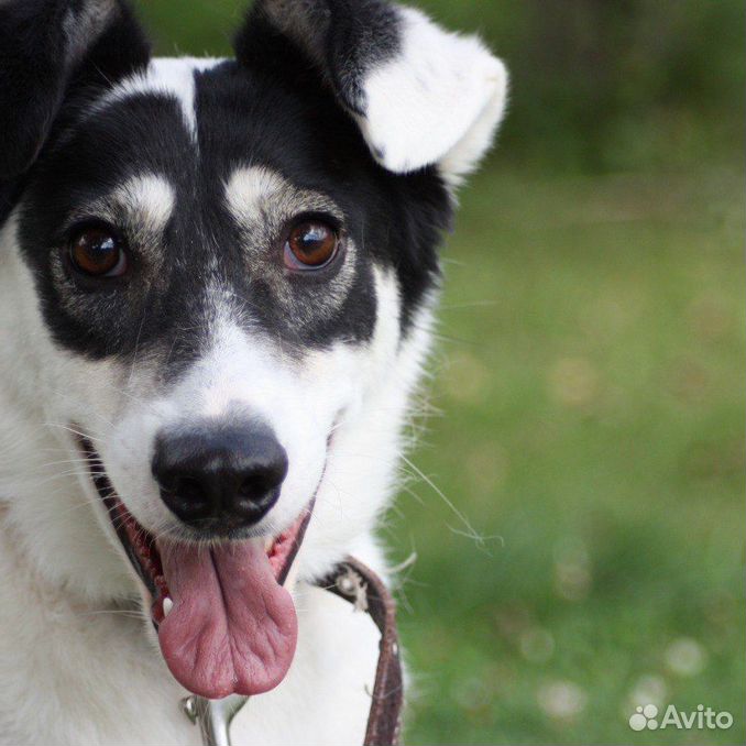 Белый Бим в поисках семьи и дома