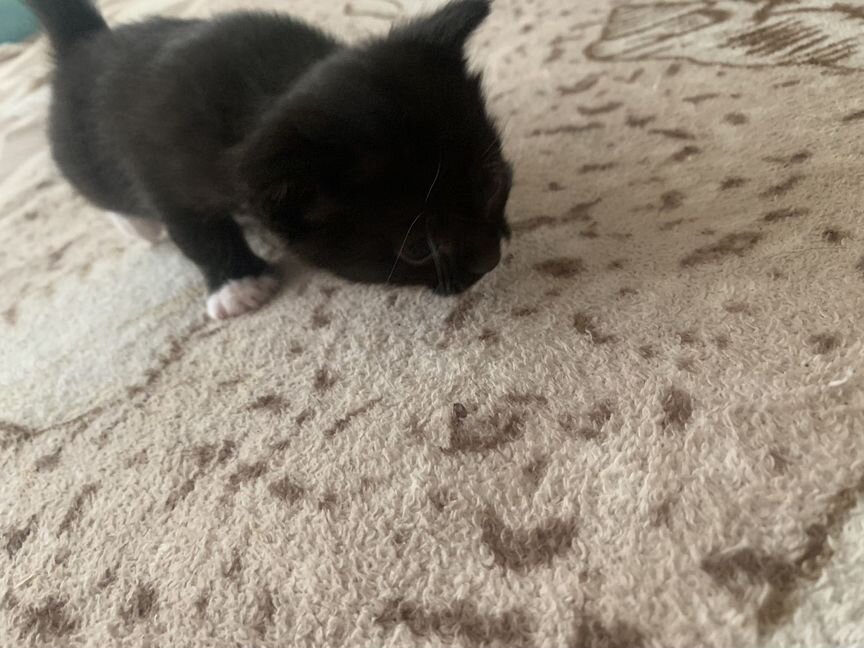 Кошка
