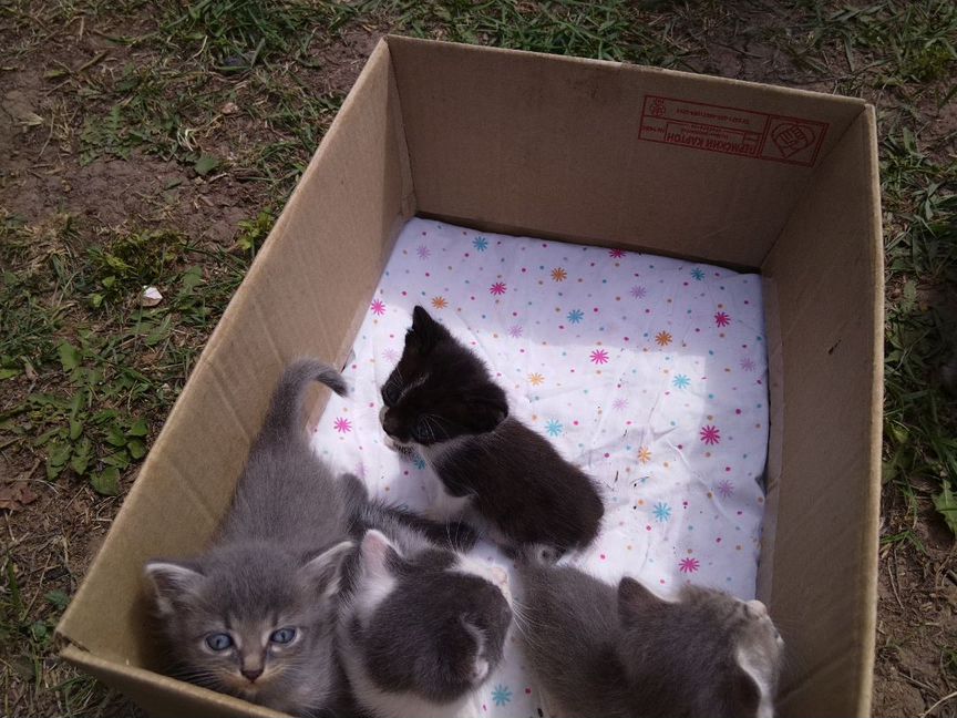 Милые котятки ищут дом)