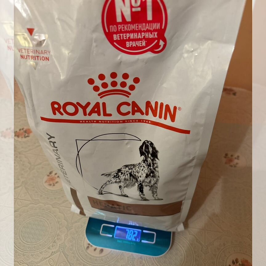 Бишон фризе, взрослая собака