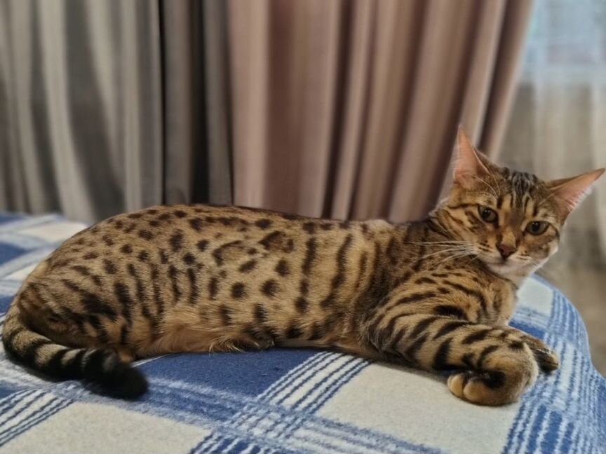 Бенгальская кошка в добрые руки бесплатно