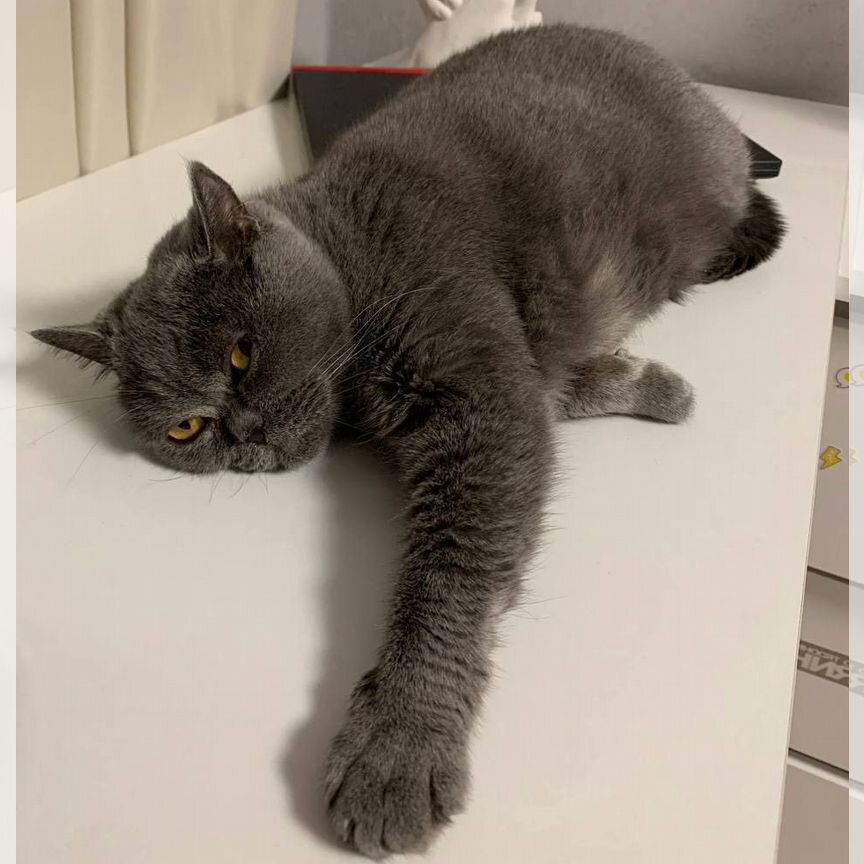 Британская длинношёрстная кошка, взрослая