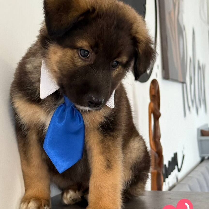 Щенок мальчик ищет дом