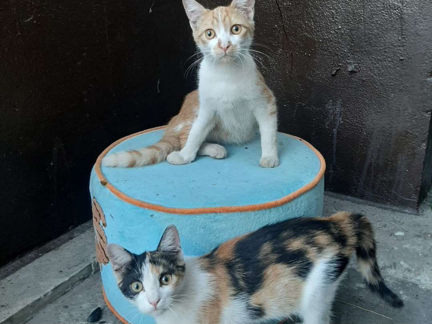 Котята в добрые руки бесплатно