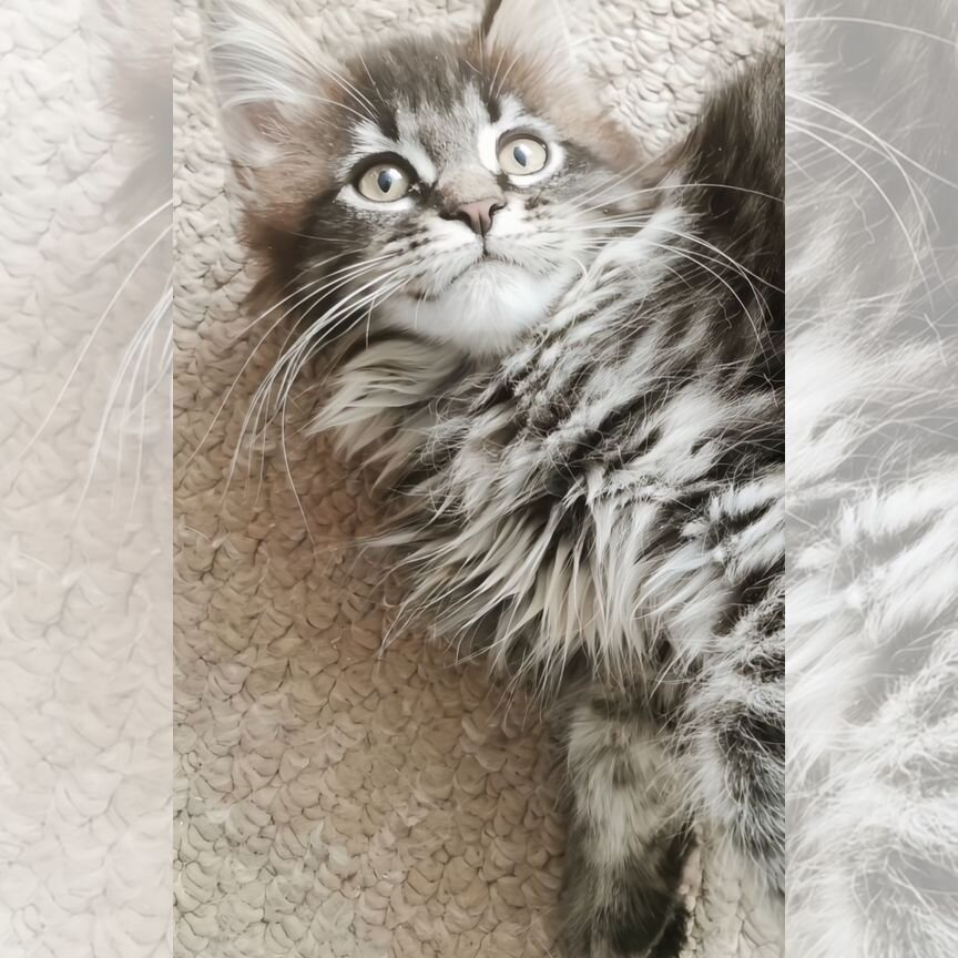 Мейн-кун котёнок