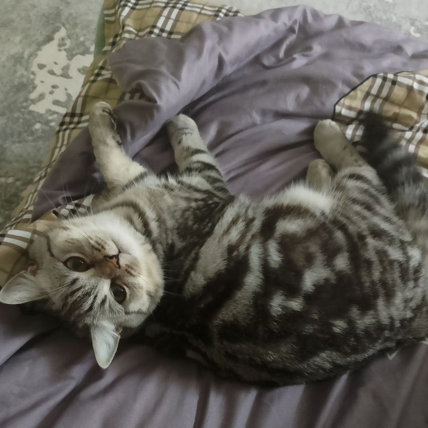 Британская короткошёрстная кошка, взрослая