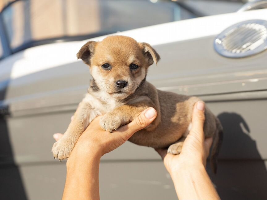 Крошкам-щенкам нужен дом