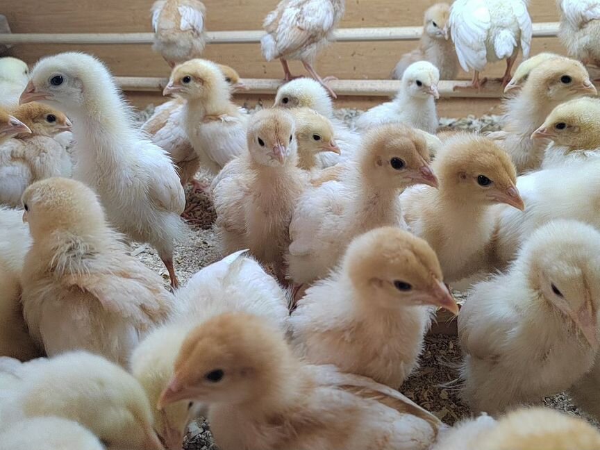 Цыплята Ломан Браун