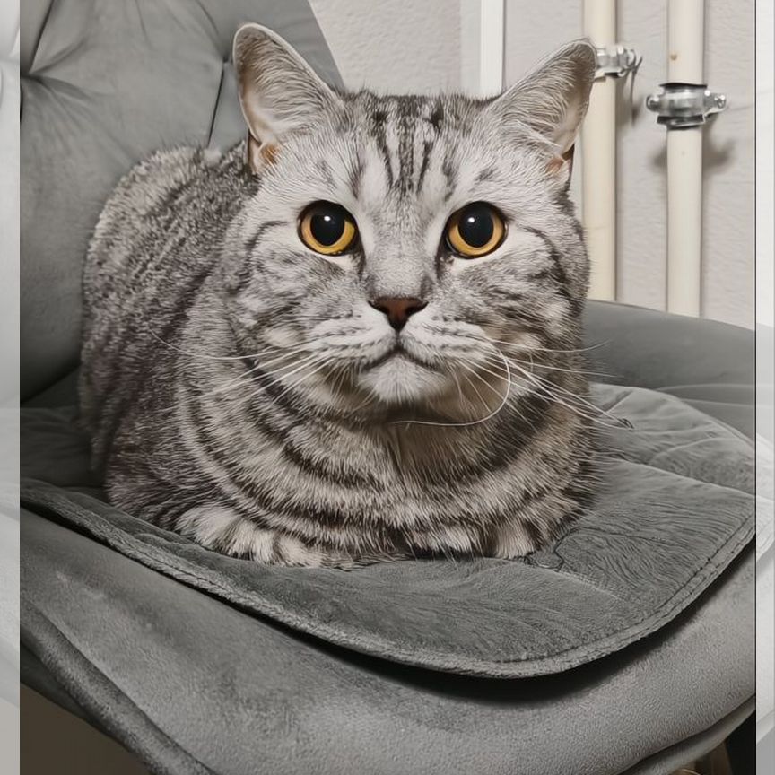 Шотландский прямоухий короткошёрстный, взрослый кот