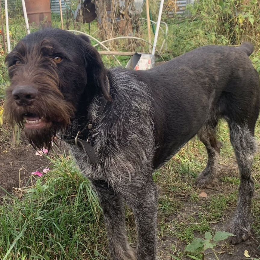 Дратхаар, взрослый пёс