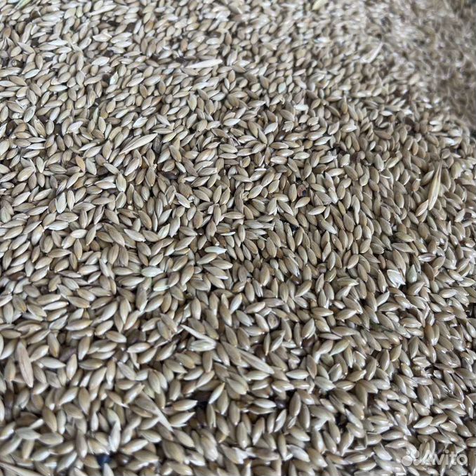 Канареечное семя канареечник