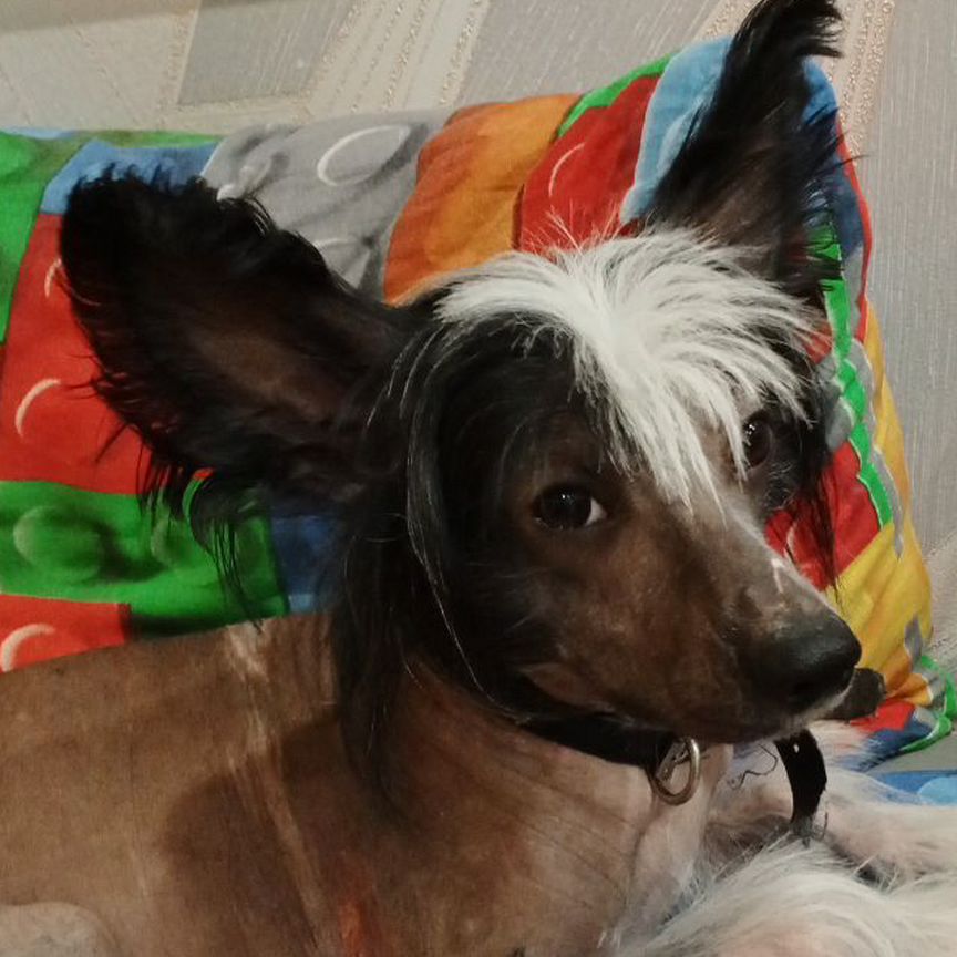 Китайская хохлатая, взрослая собака