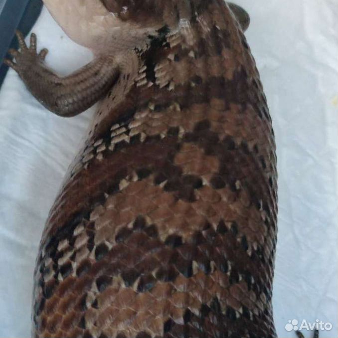 Синеязыкий сцинк