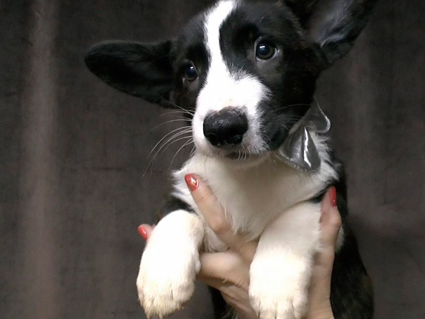 Вельш-корги кардиган щенок мальчик