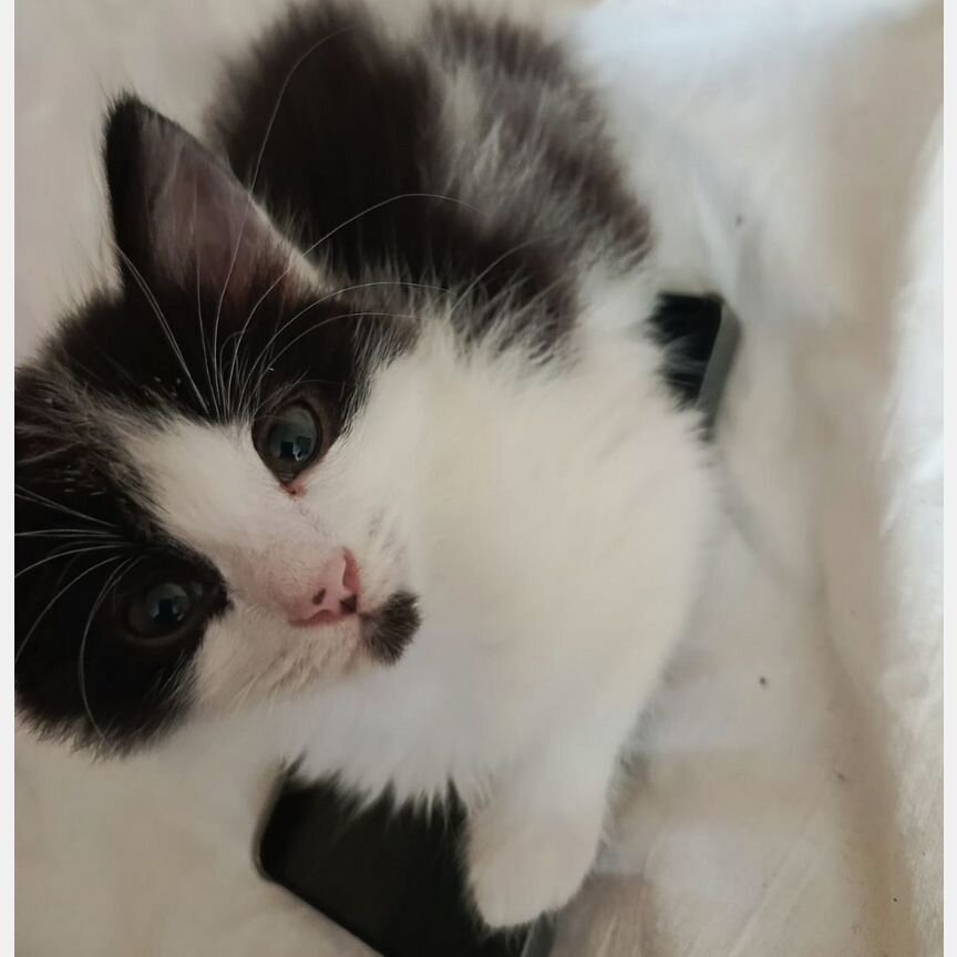 Котёнок в добрые руки