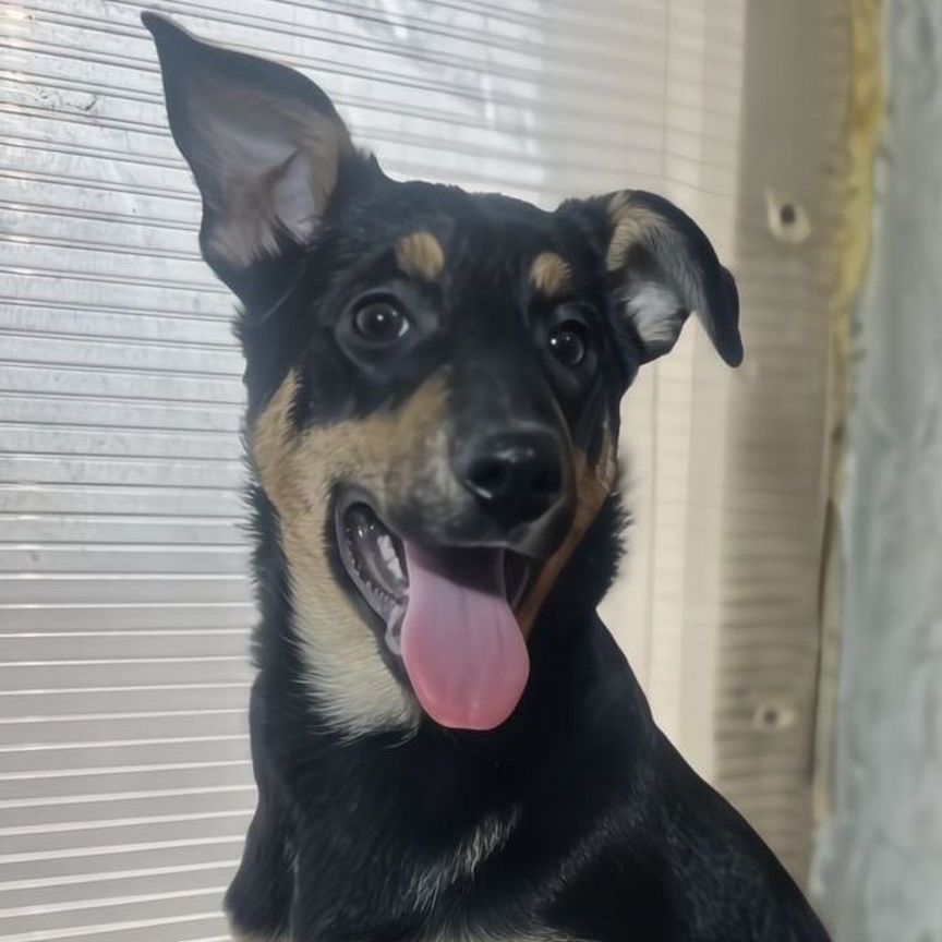 Щенок в добрые руки