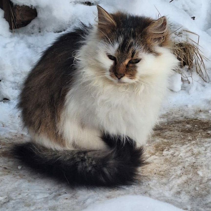 Молоденькая кошечка