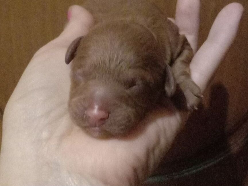 Щенки той пуделя красные