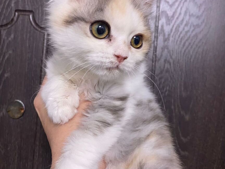 Котенок лапочка мурчалка