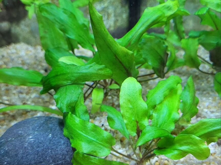 Аквариумные растения