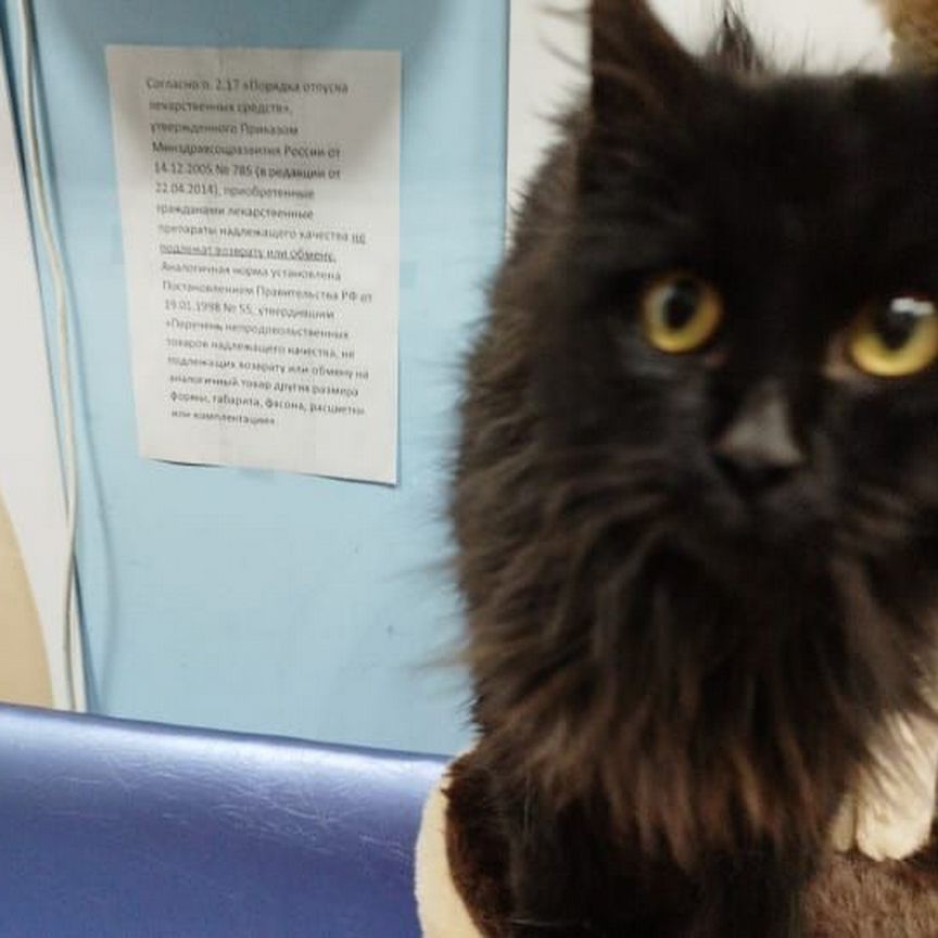 Малыш ищет дом